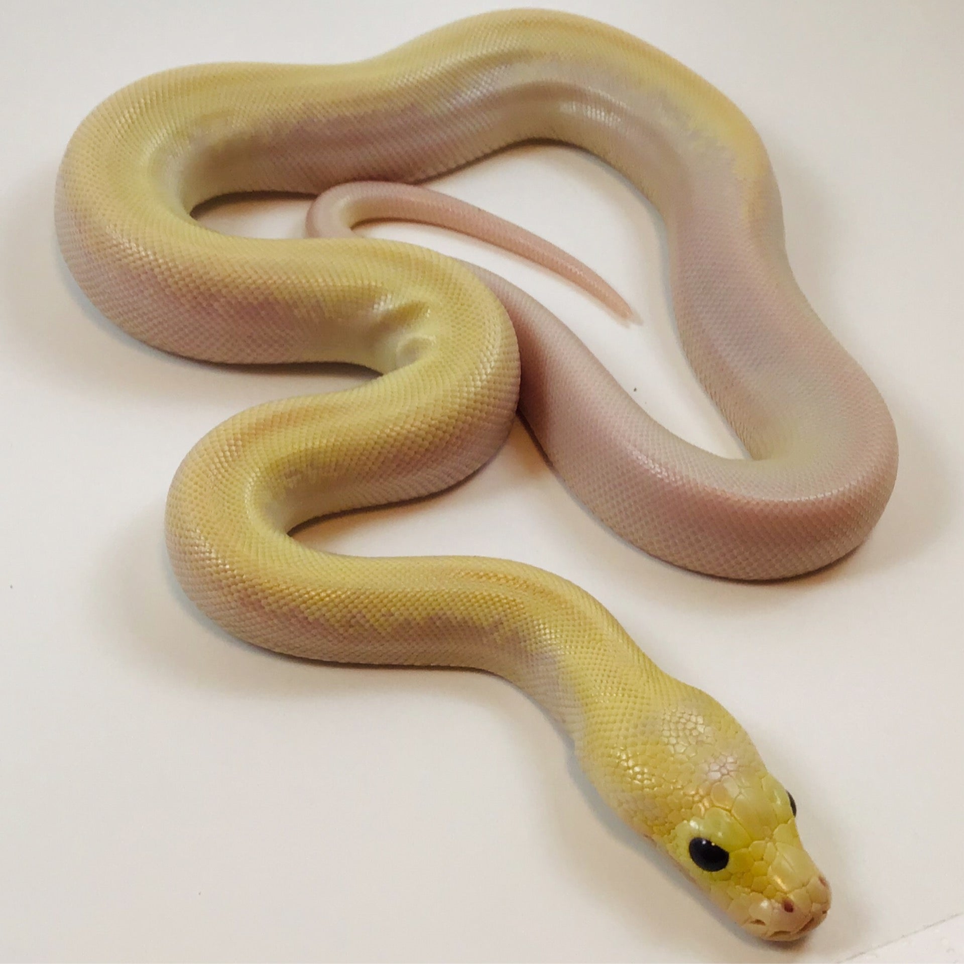Green Granite Burmese Python