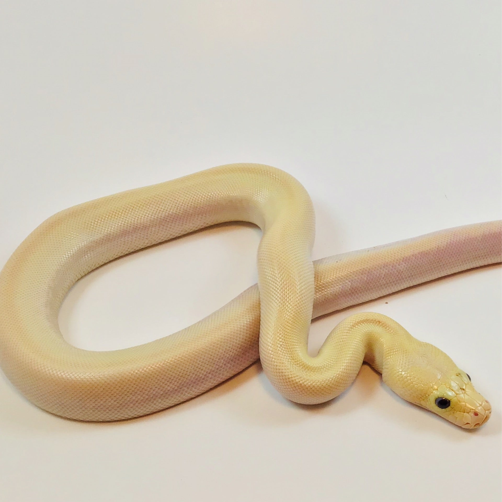 Blue Eyed Leucistic Burmese Python