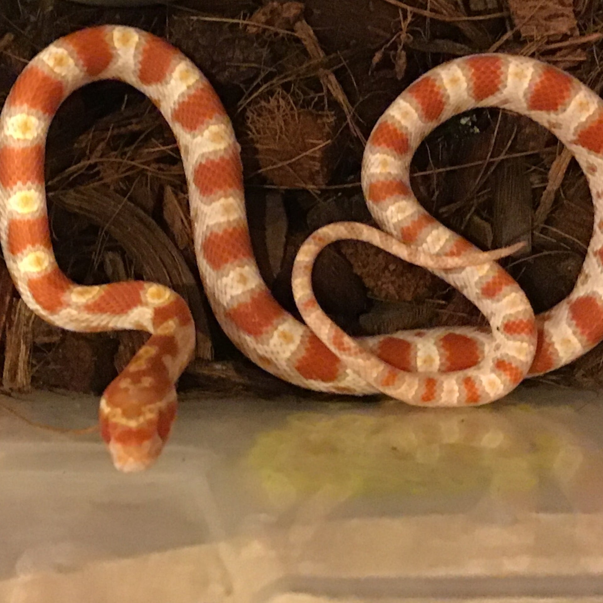 Albino Okeetee Corn Snake